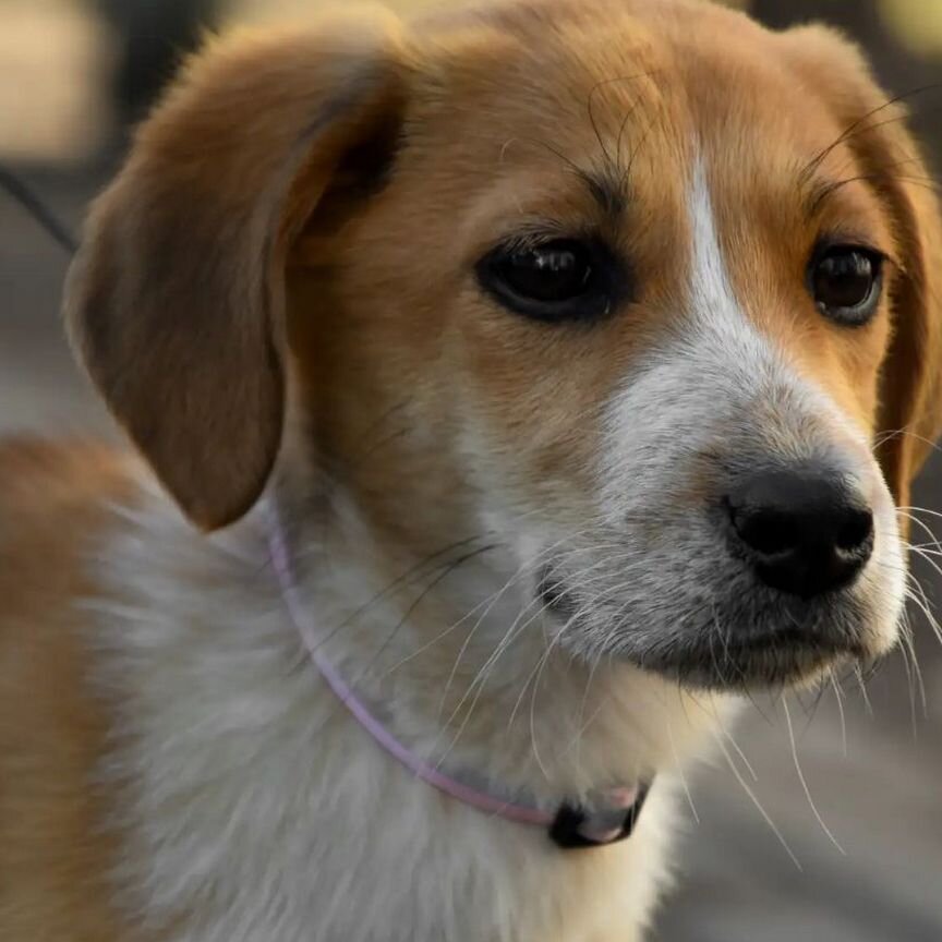 Щенок в добрые руки