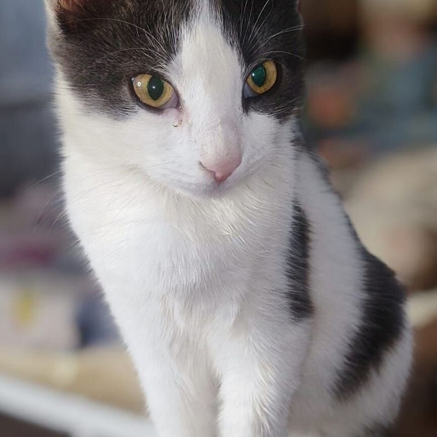 Кошарик-смешарик ищет дом