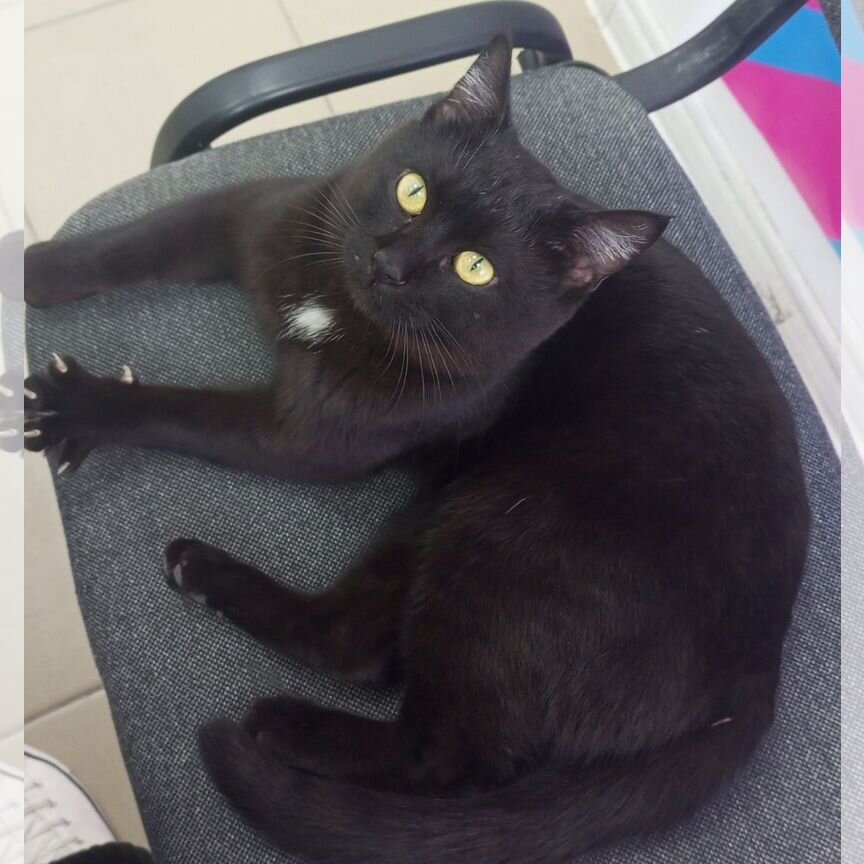 Котик ян