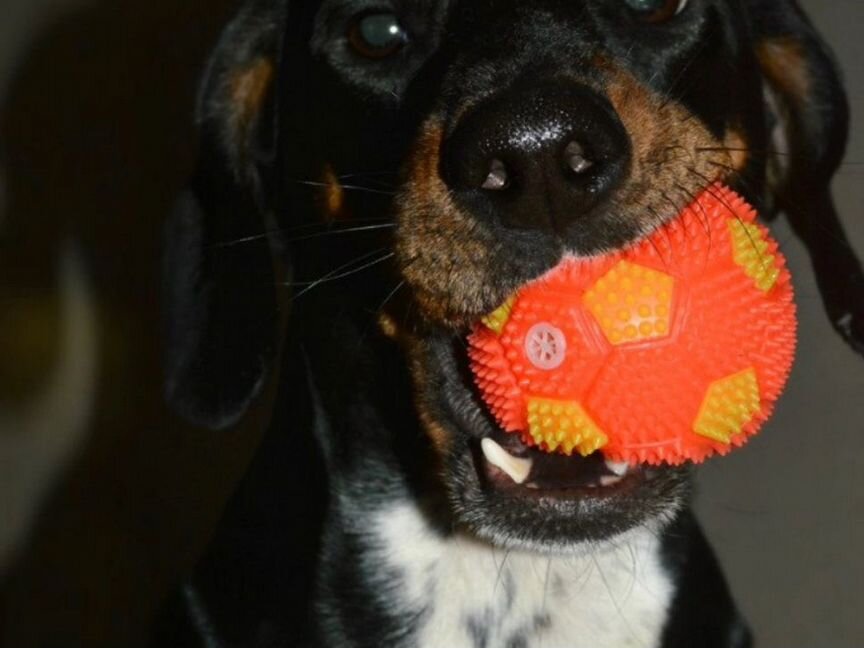 Собака в добрые руки