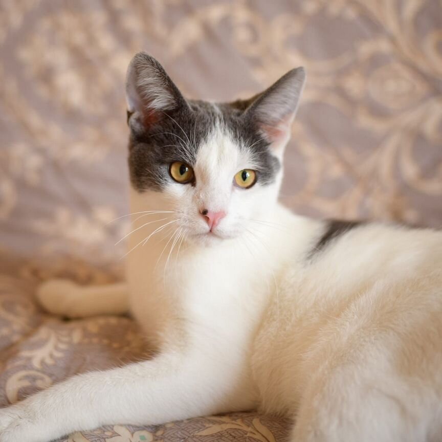 Котенок мальчик