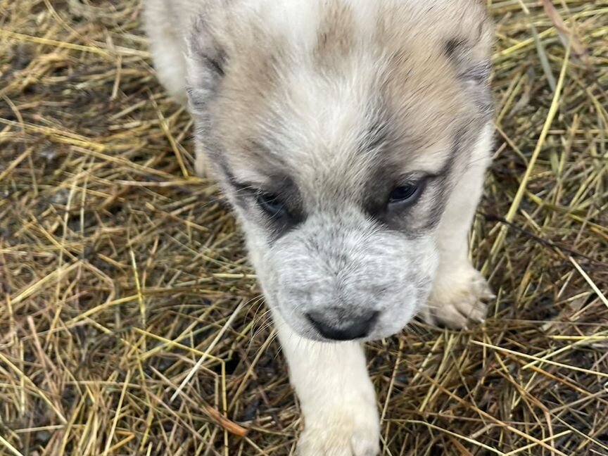 Щенки алабая (среднеазиатской овчарки)