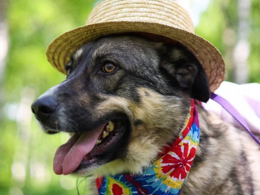 Собака Тесса в добрые руки из приюта