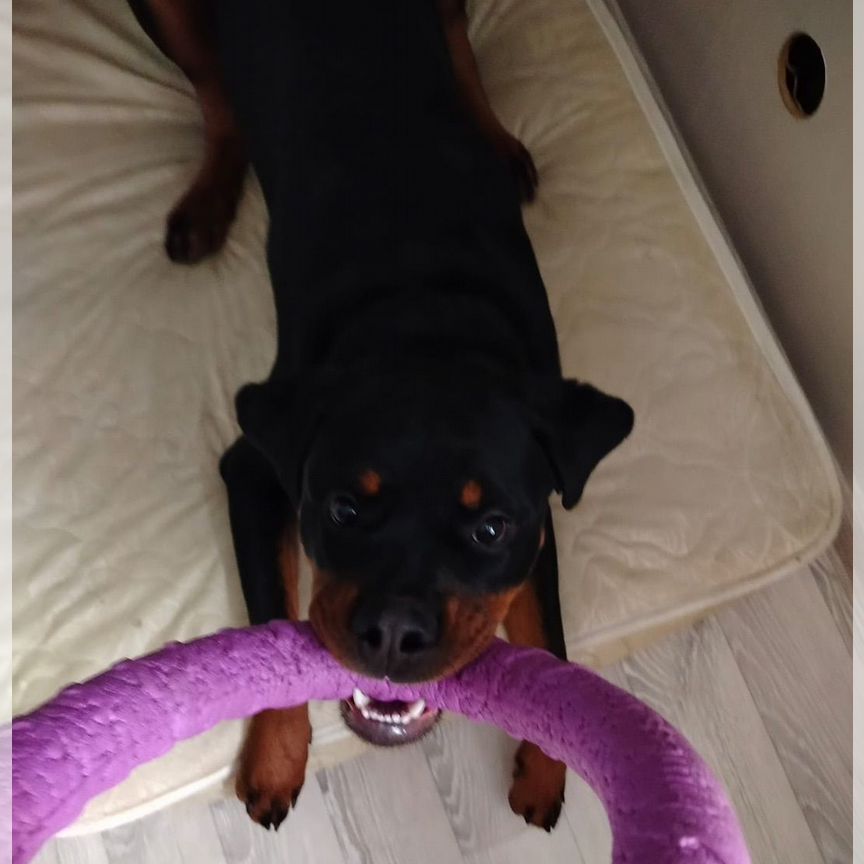 Ротвейлер, щенок