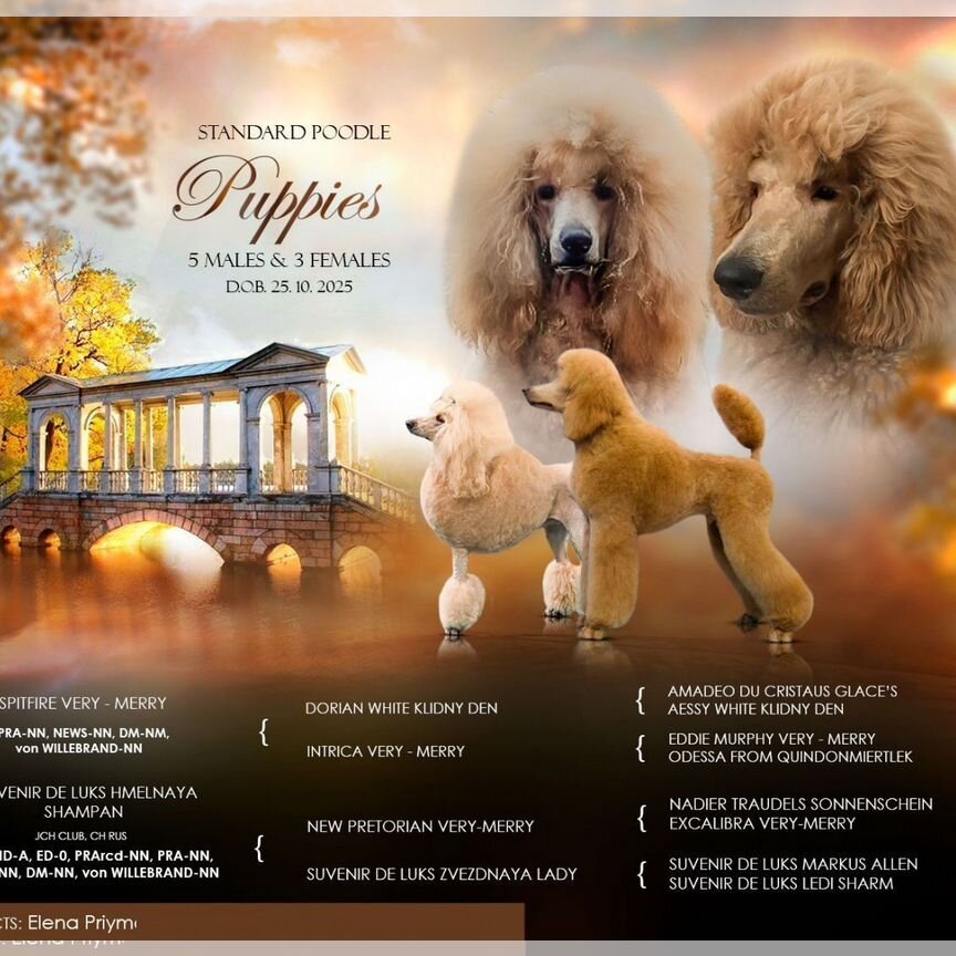 Большой королевский пудель, щенок