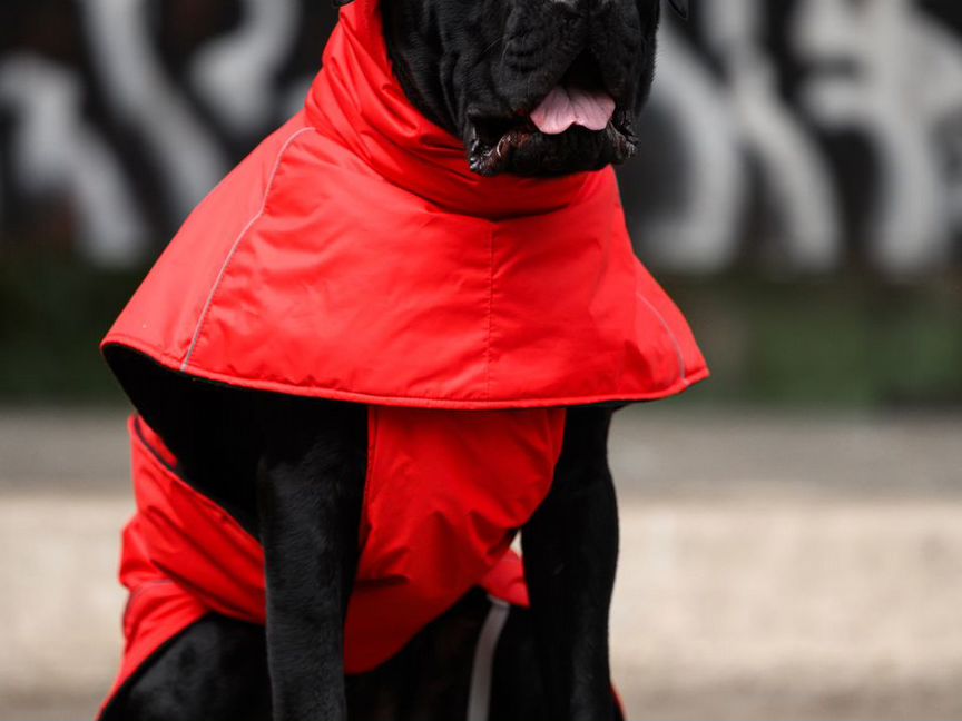 Одежда для собак, индивидуальный пошив, попоны