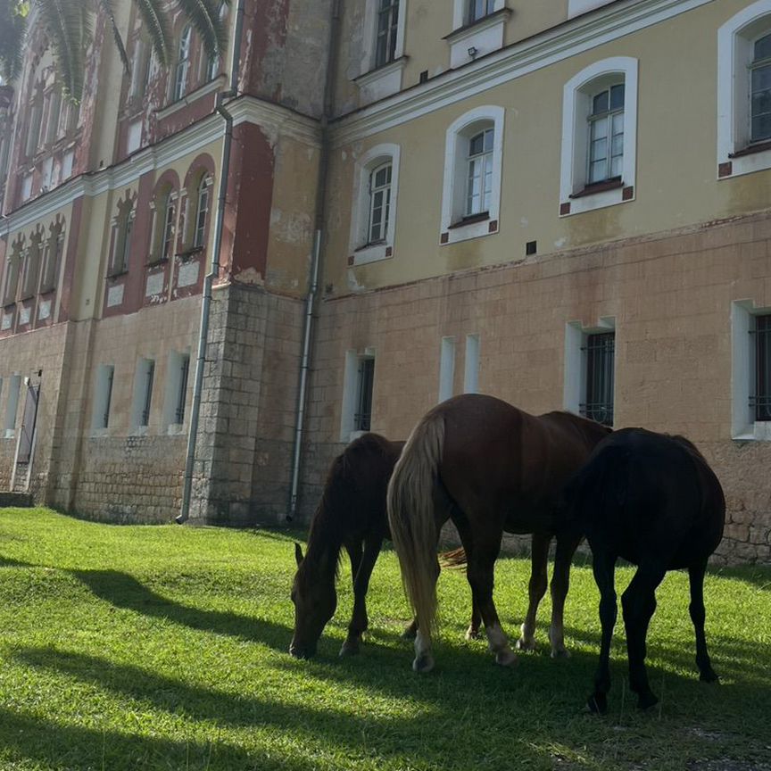 Хортая борзая, взрослый пёс