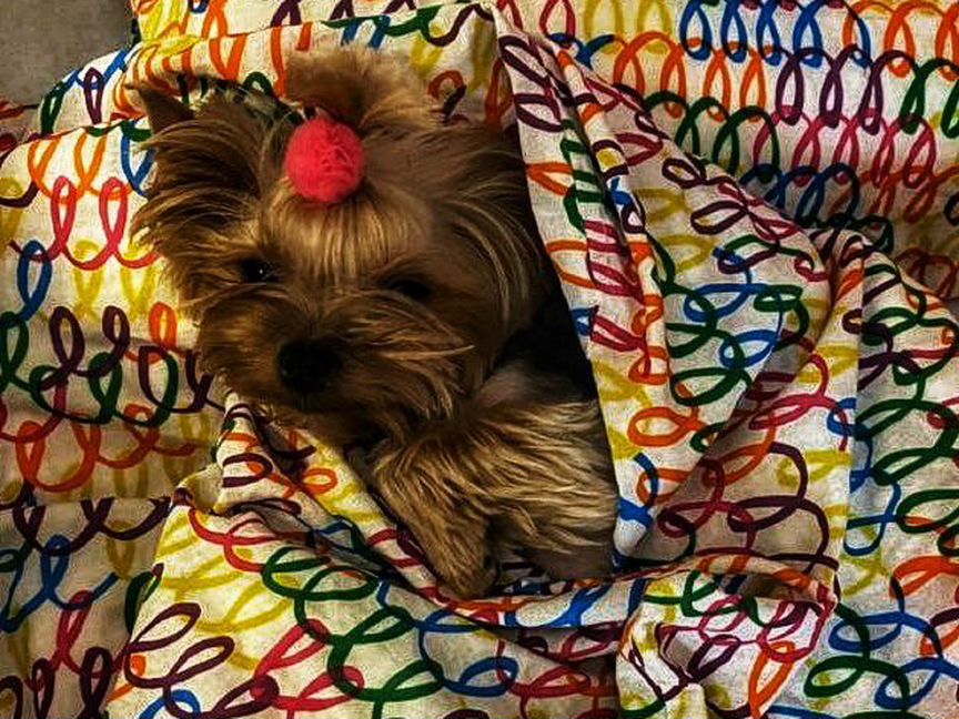 Йоркширский терьер мини