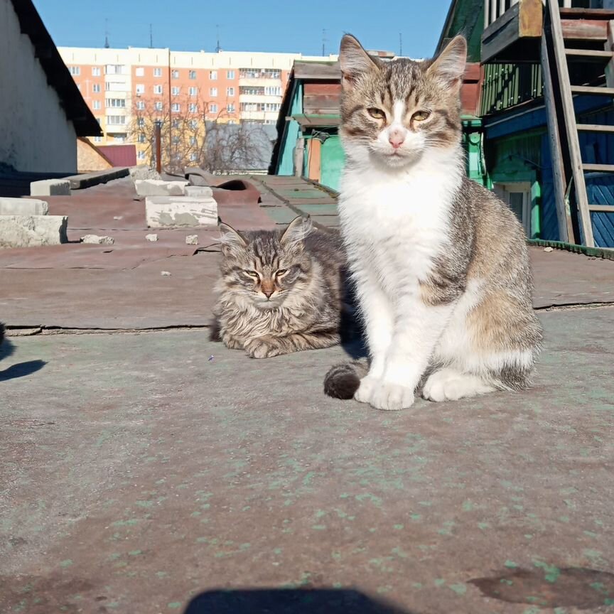 Котята в добрые руки