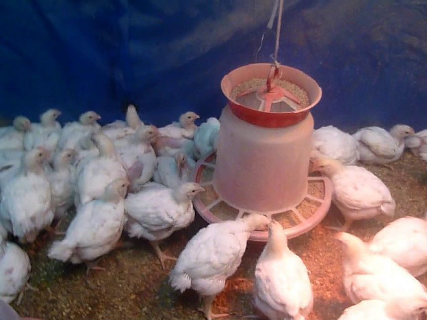 Цыплята бройлеры росс 308