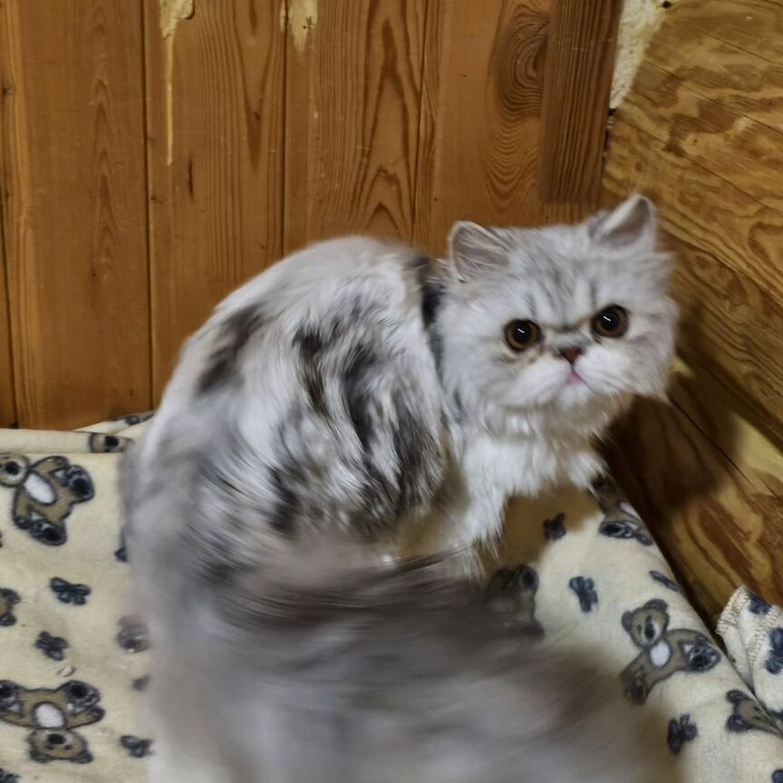 Персидский котик