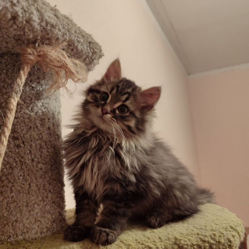 Котенок мальчик, спасённый с улицы