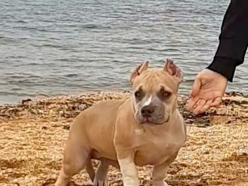 Американский булли стандарт