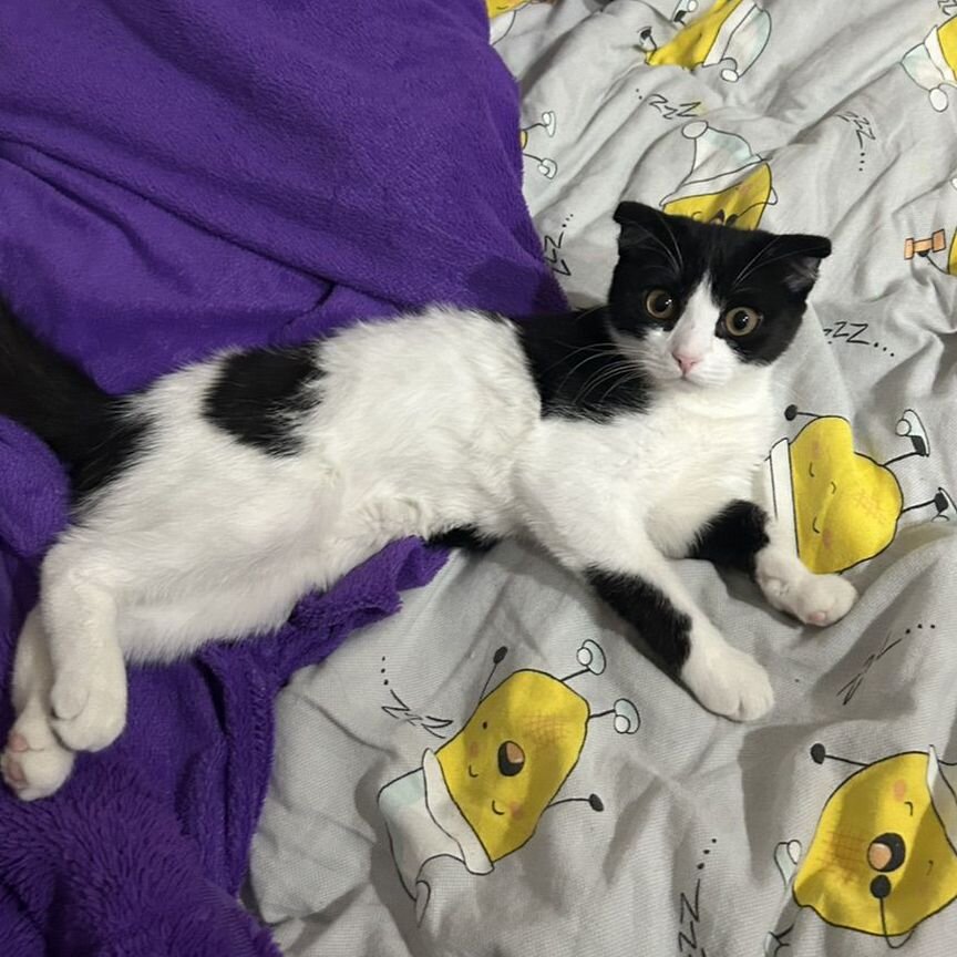 Кошка шотладская вислоухая