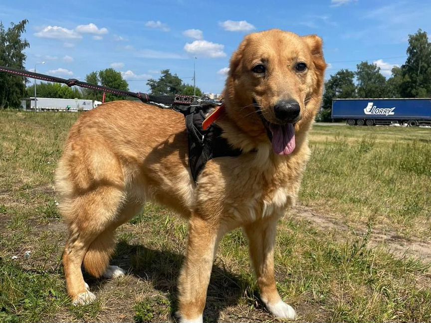 Красотка Курага в поисках семьи