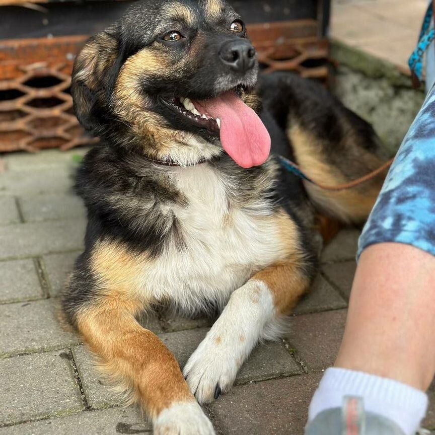 Маленькая спокойная собачка в добрые руки ищет дом