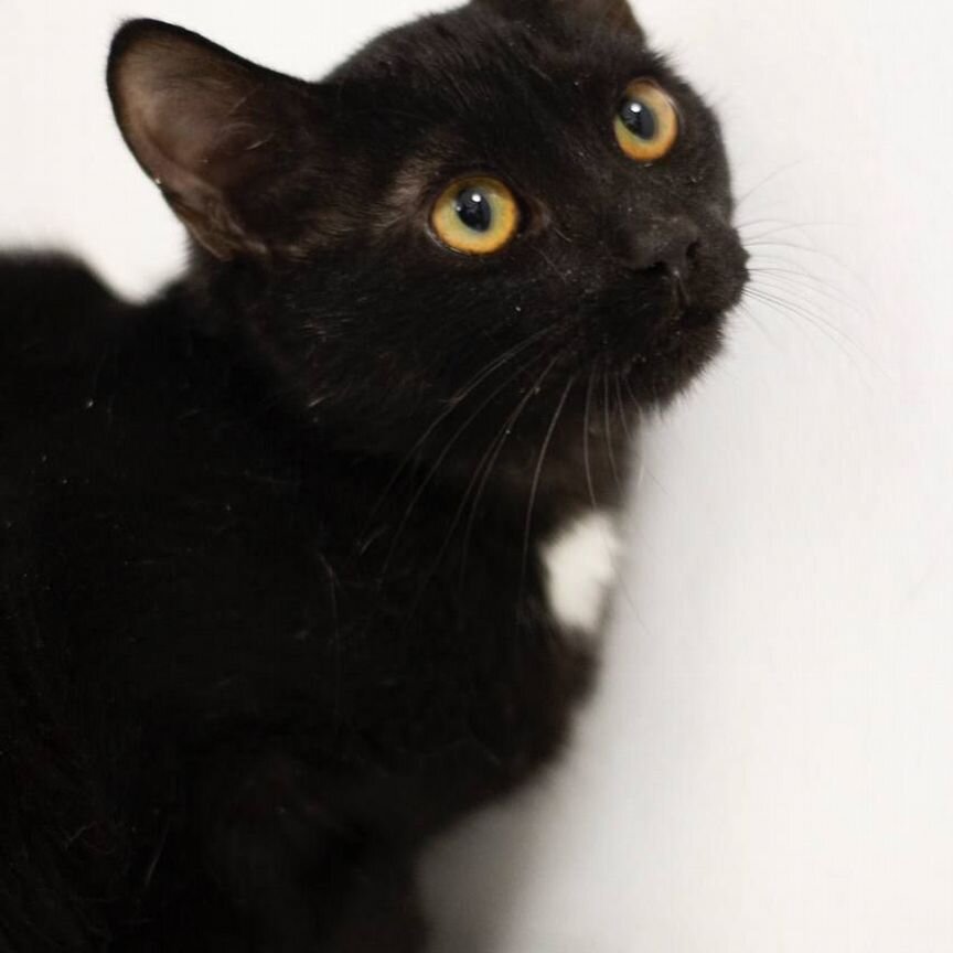 Красивая кошка