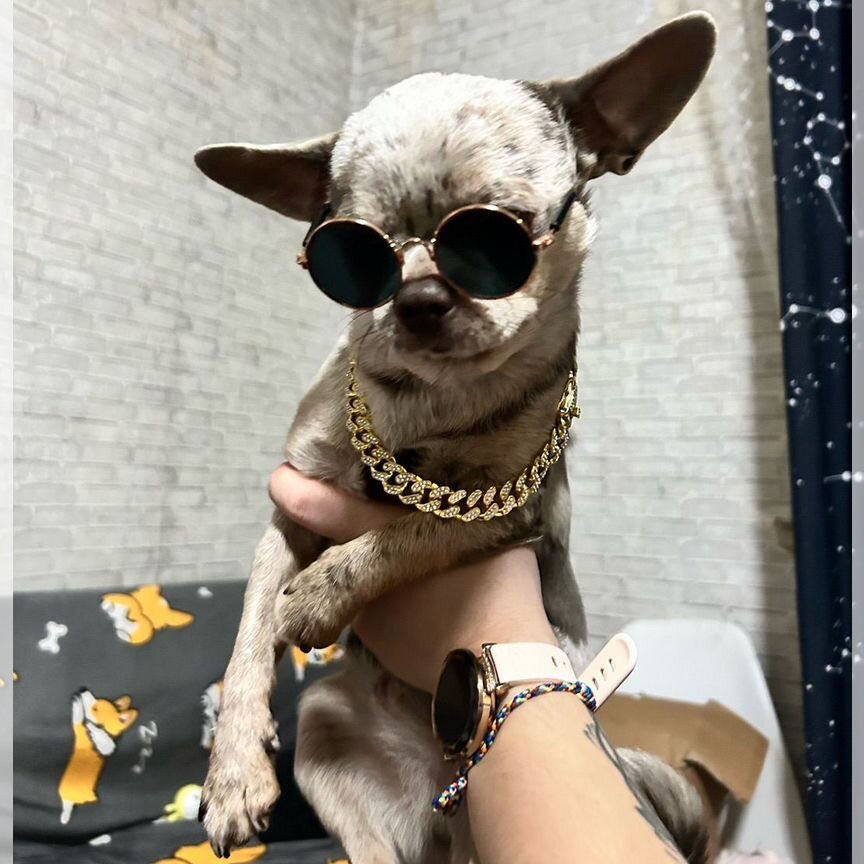 Чихуахуа, щенок