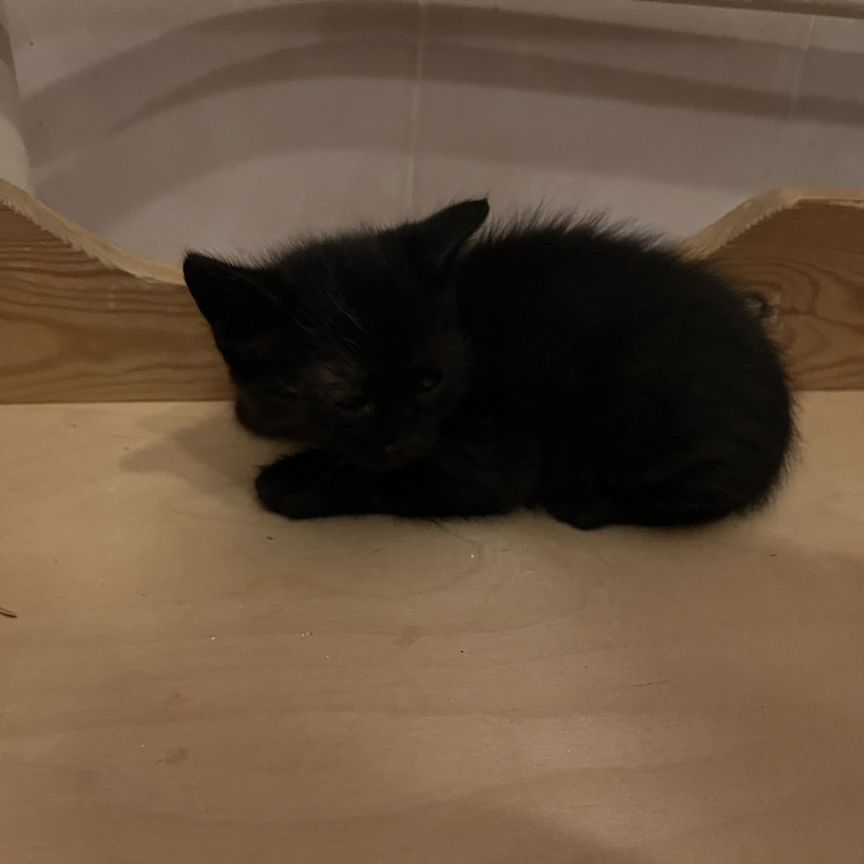 Котенок мальчик в добрые руки