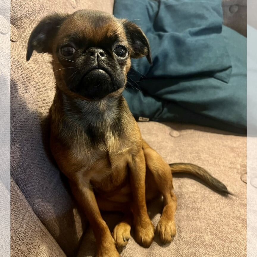 Пти-брабансон, щенок