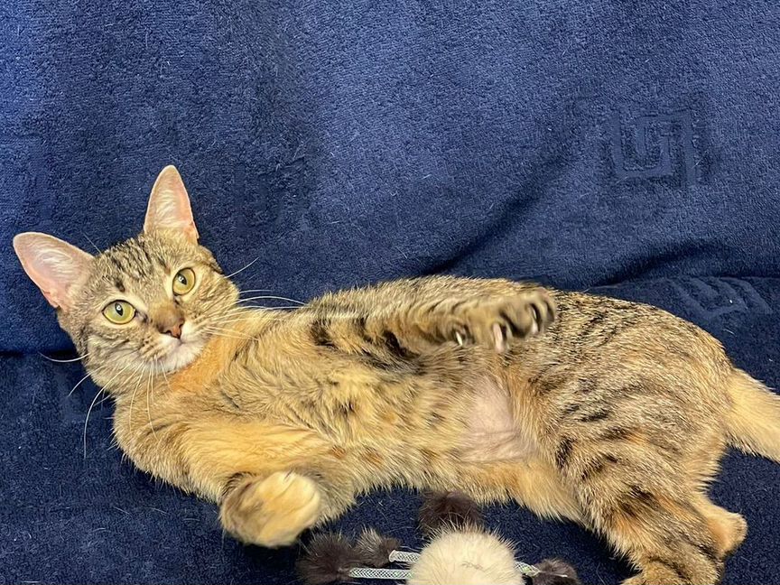 Кошка в добрые руки