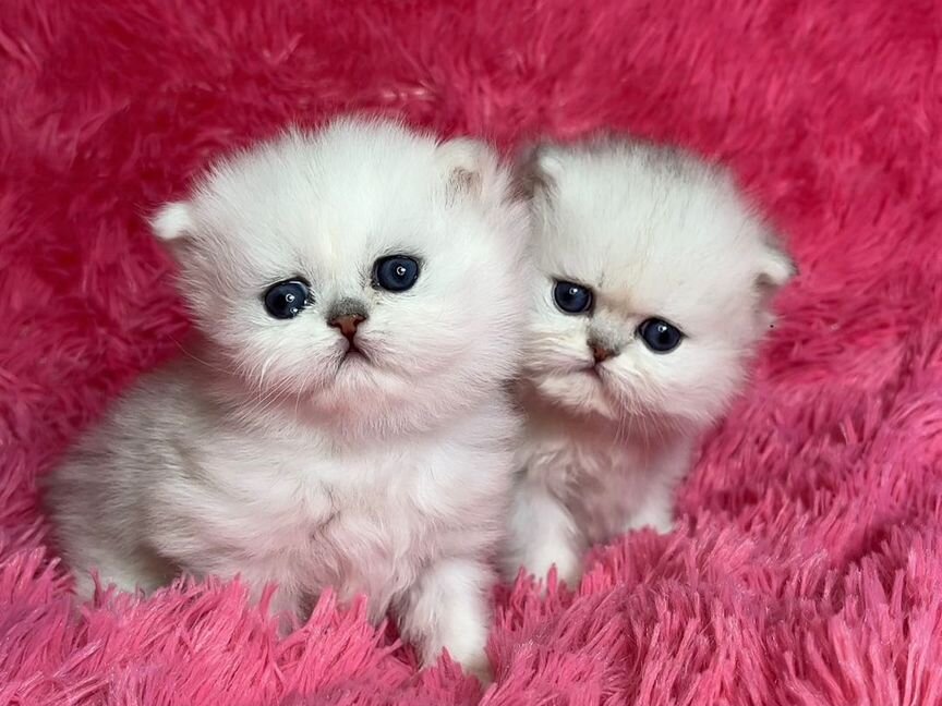 Персидские шиншиллы, девочки