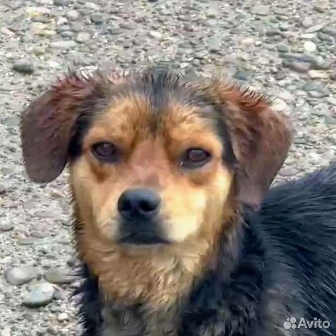 Найдена собачка "Кроха"- размером меньше котика