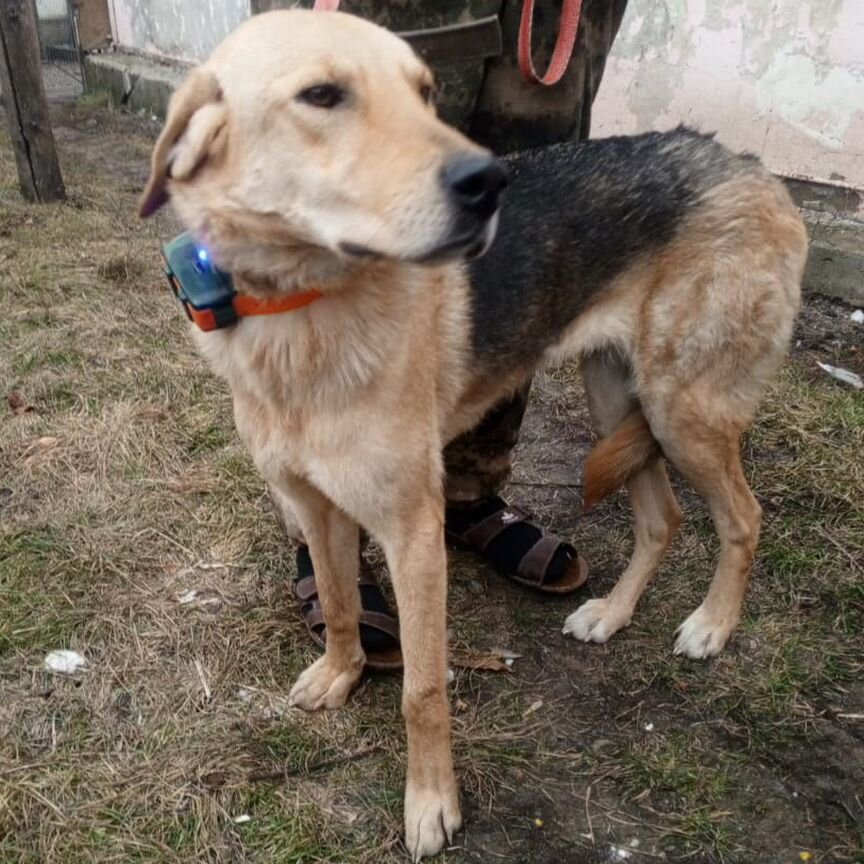 Русская гончая, взрослая собака