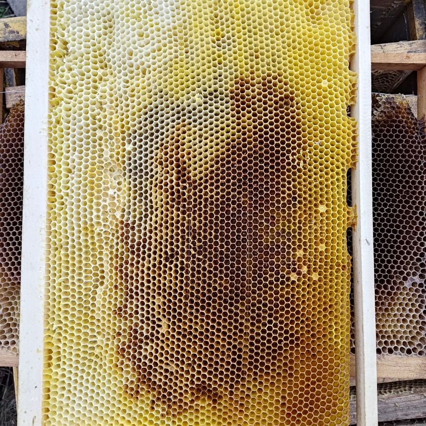 Сушь для пчёл