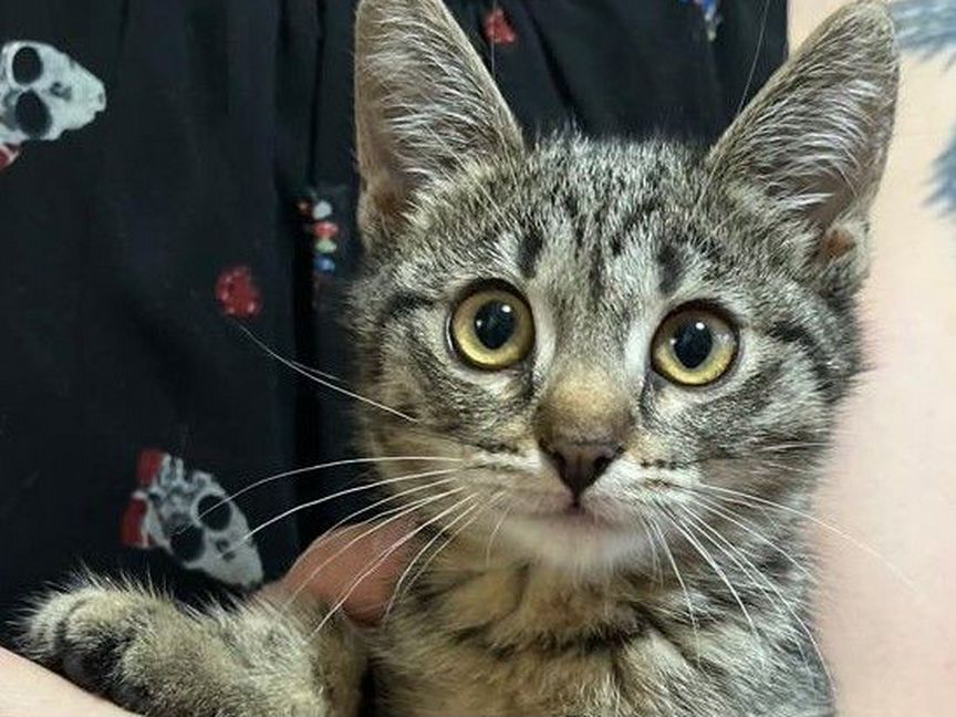 Котенок Мисо ищет дом