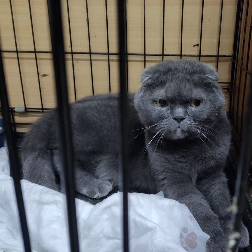 Нужен дом котику