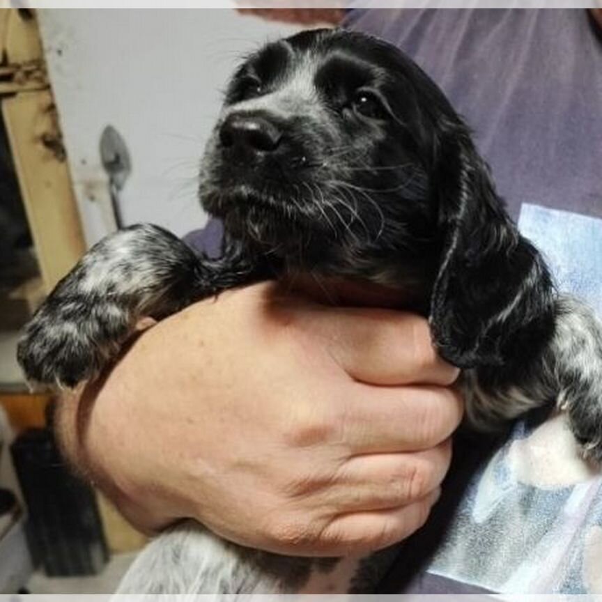 Русский охотничий спаниель, щенок