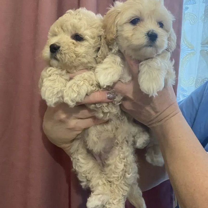 Мальтипу, щенок