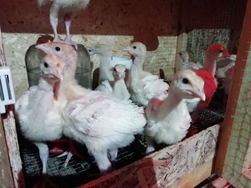 Двухнедельные индюшата Хайбрид Конвертер Канада