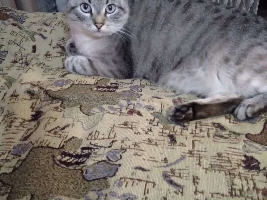 Тайский кот