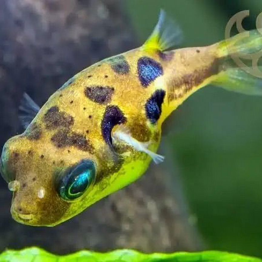 Тетраодон карликовый