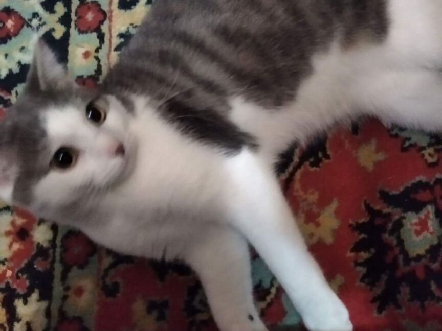 Кошка полу британка