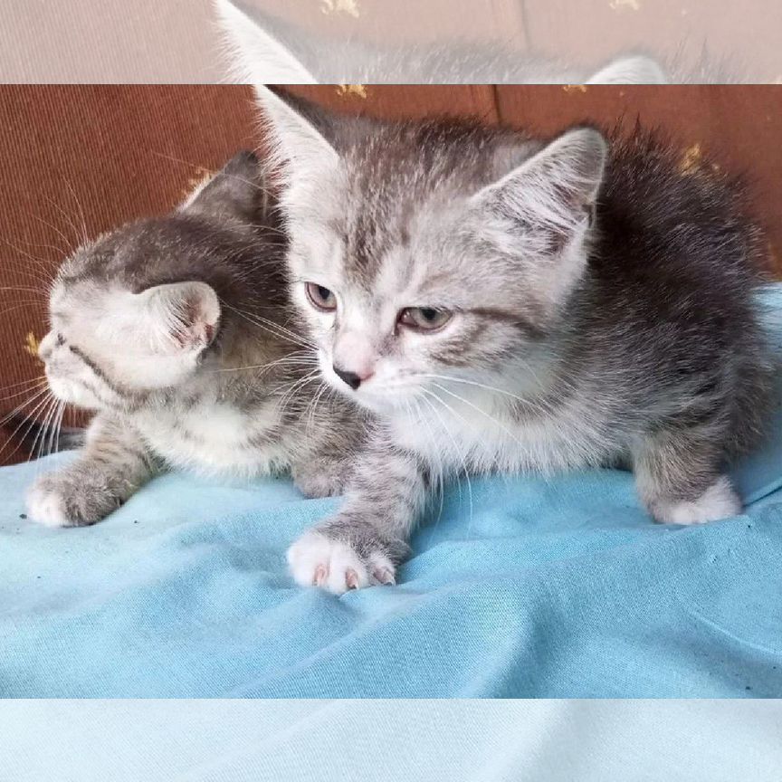 Отдам в хорошие руки котят