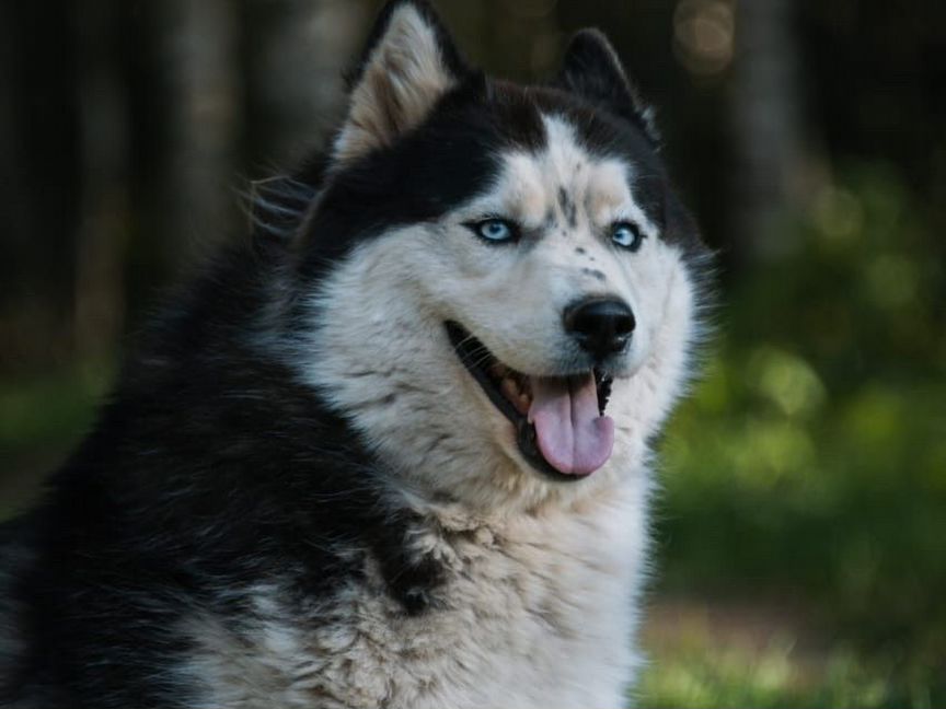 Сибирский хаски