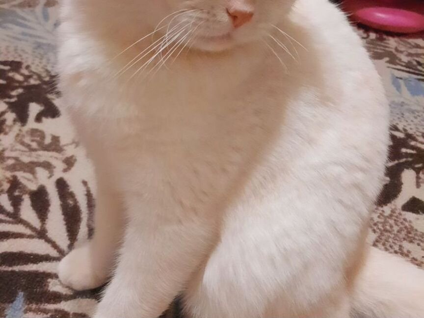 Кошка