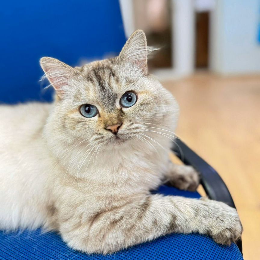 Кошка в добрые ручки