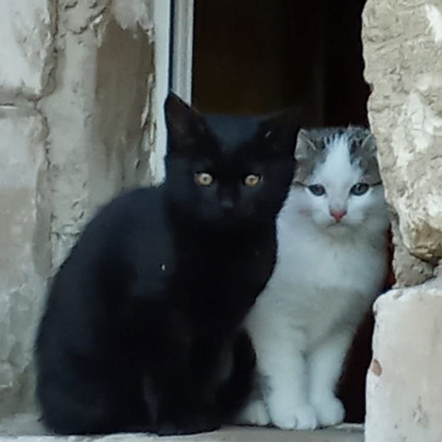 Котёнок в добрые руки