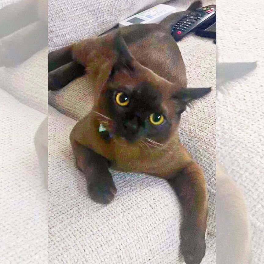 Европейский бурманский кот, вязка
