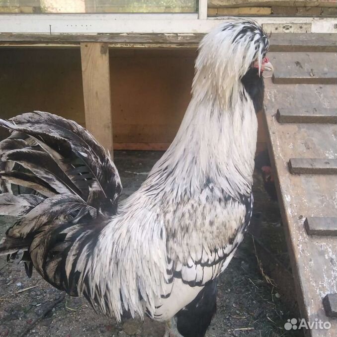 Куры падуаны серебро