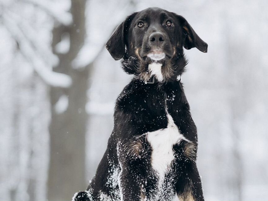 Щенок в добрые руки бесплатно