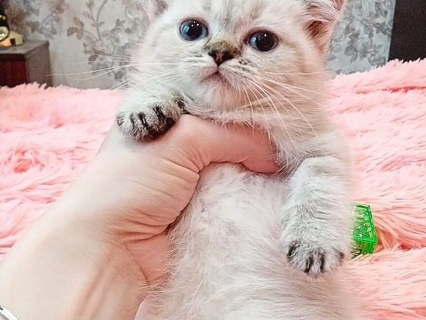 Шотландские котята колор-пойнт