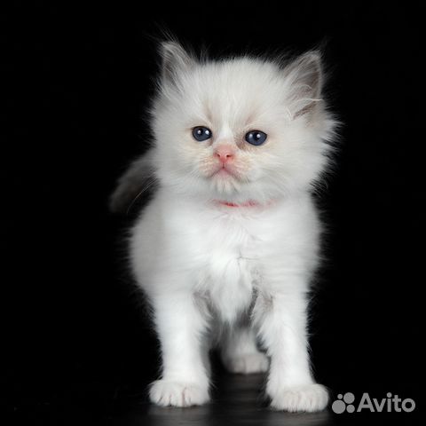 Девочка рэгдолл, Blue bicolor