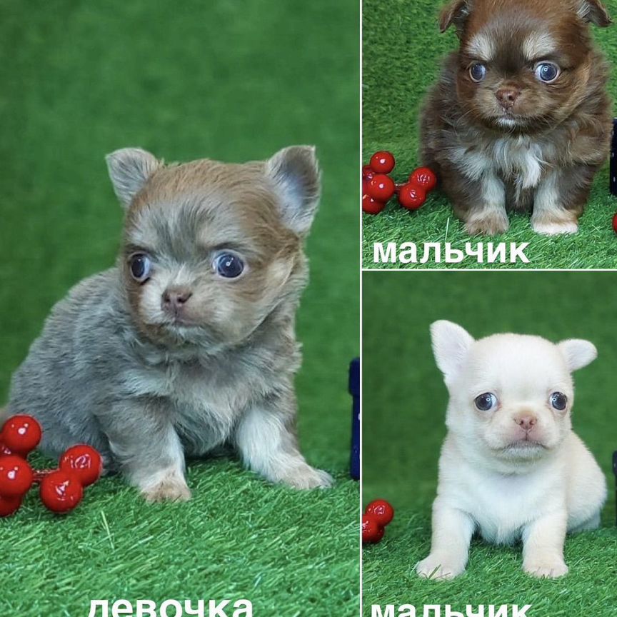 Щенки чихуахуа мини