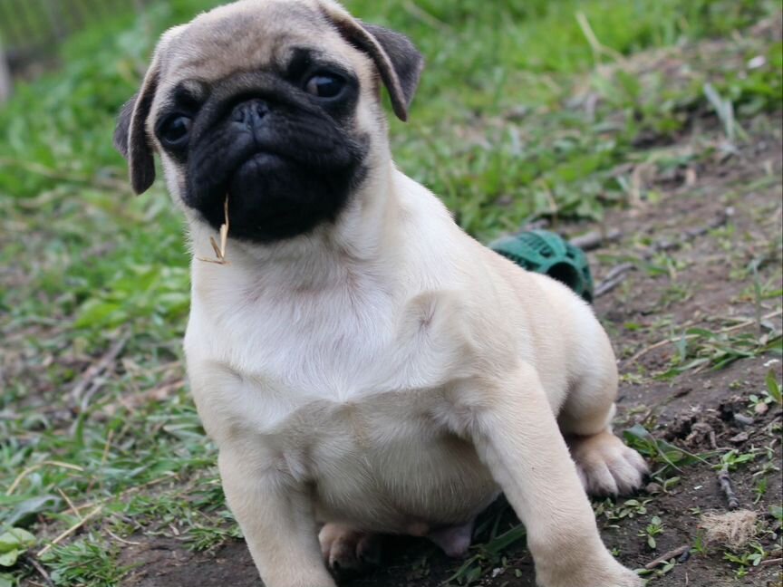 Щенки мопса мальчик