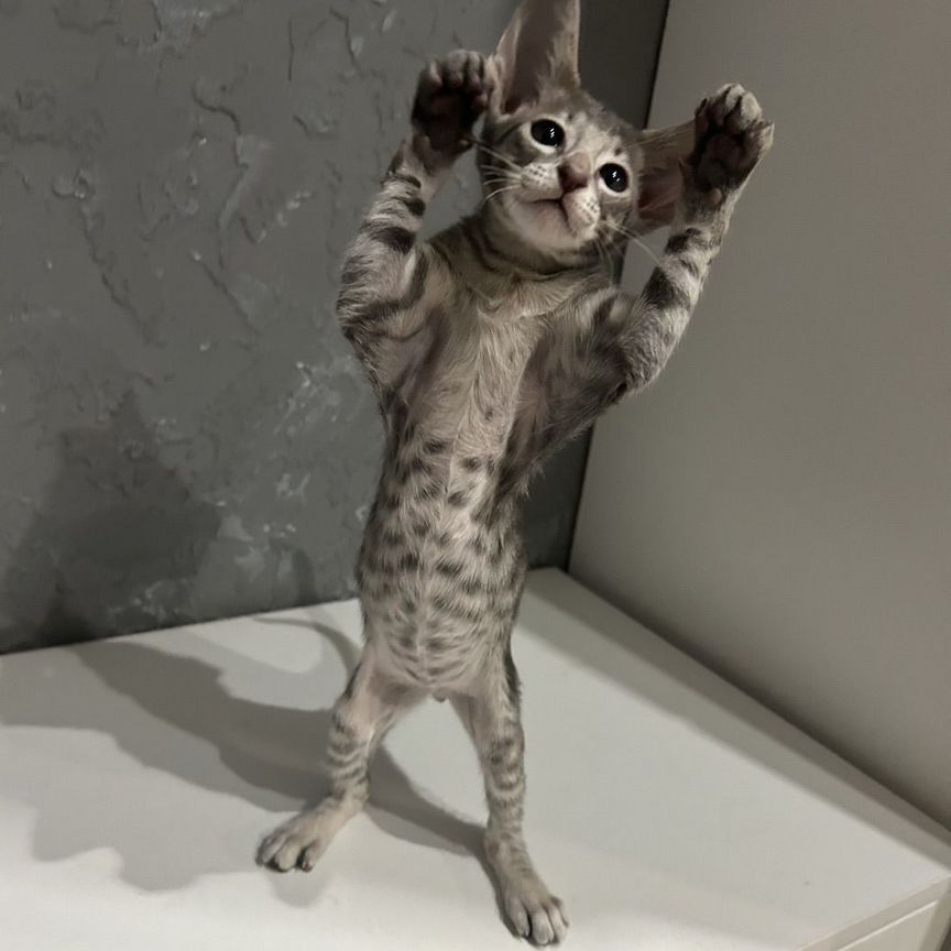 Ориентальный котёнок